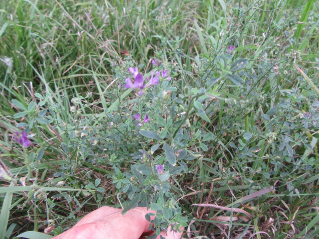 Medicago sativa (Alfalfa) « The Belmont Rooster