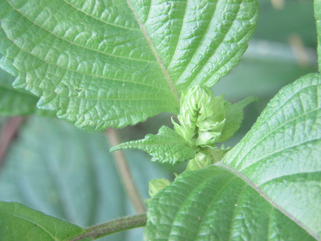 Perilla frutescens (Beefsteak Plant) « The Belmont Rooster