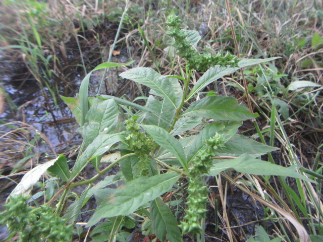 Penthorum sedoides (Ditch Stonecrop) « The Belmont Rooster