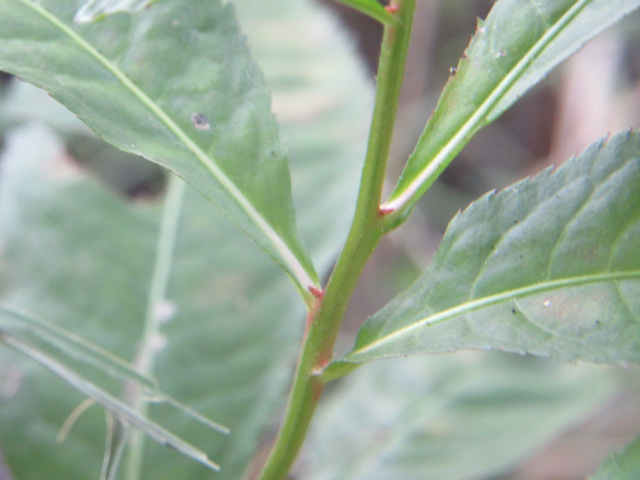 Penthorum sedoides (Ditch Stonecrop) « The Belmont Rooster