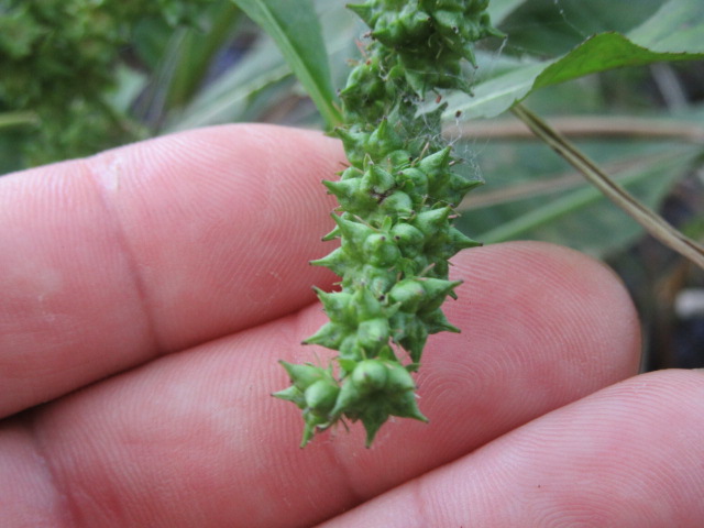 Penthorum sedoides (Ditch Stonecrop) « The Belmont Rooster