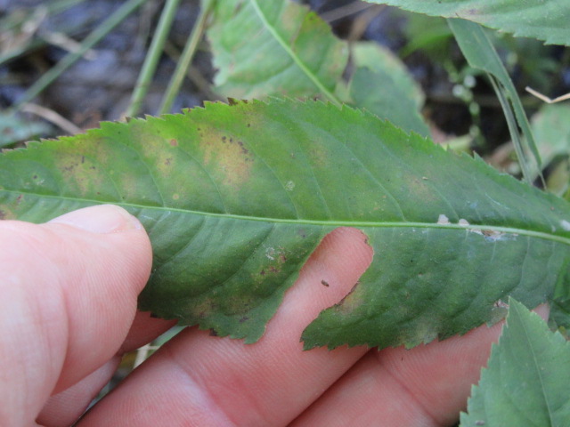 Penthorum sedoides (Ditch Stonecrop) « The Belmont Rooster