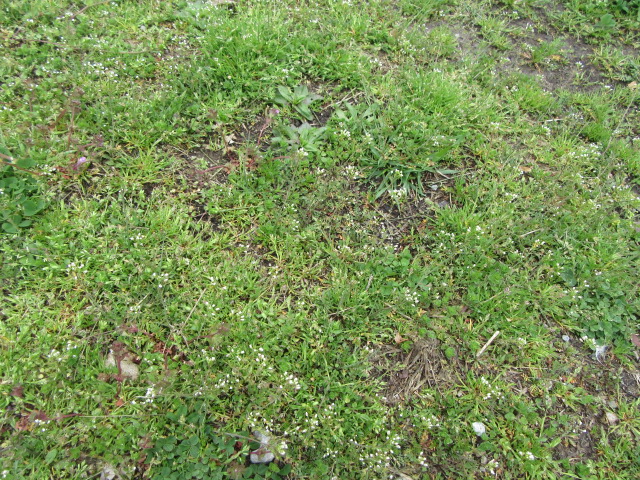 Capsella bursa-pastoris (Shepherd’s Purse) « The Belmont Rooster