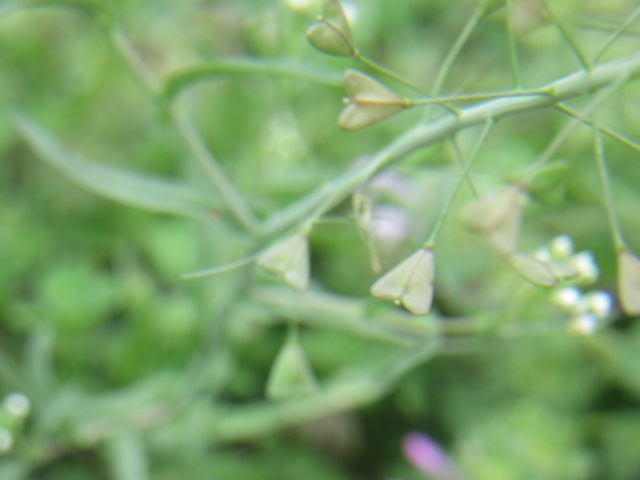 Capsella bursa-pastoris (Shepherd’s Purse) « The Belmont Rooster