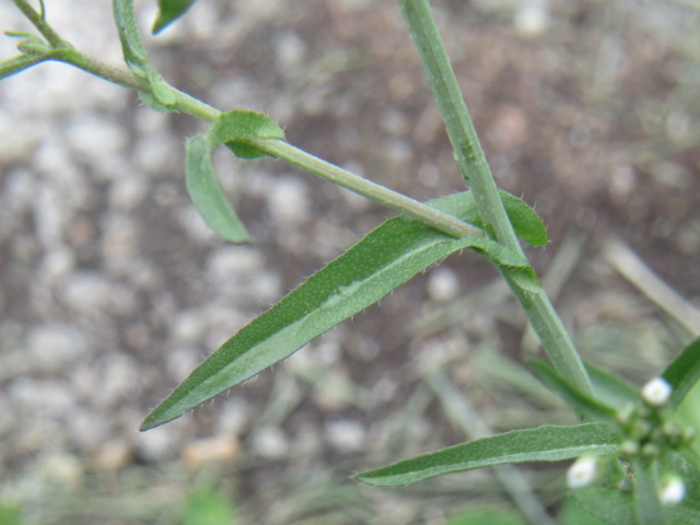 Capsella bursa-pastoris (Shepherd’s Purse) « The Belmont Rooster