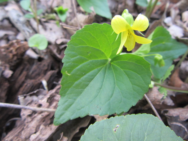 Viola eriocarpa (Smooth Yellow Violet)/Viola pubescens (Downy Yellow ...