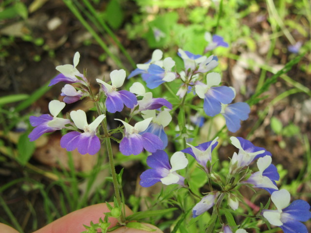 Collinsia verna (Blue-Eyed Mary) « The Belmont Rooster