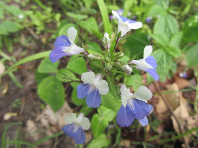 Collinsia verna (Blue-Eyed Mary) « The Belmont Rooster