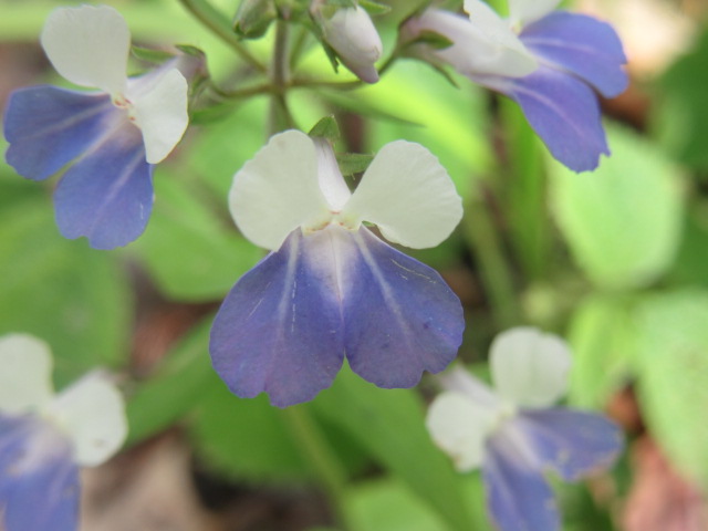 Collinsia verna (Blue-Eyed Mary) « The Belmont Rooster