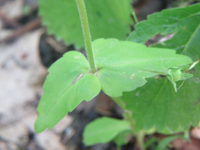 Collinsia verna (Blue-Eyed Mary) « The Belmont Rooster