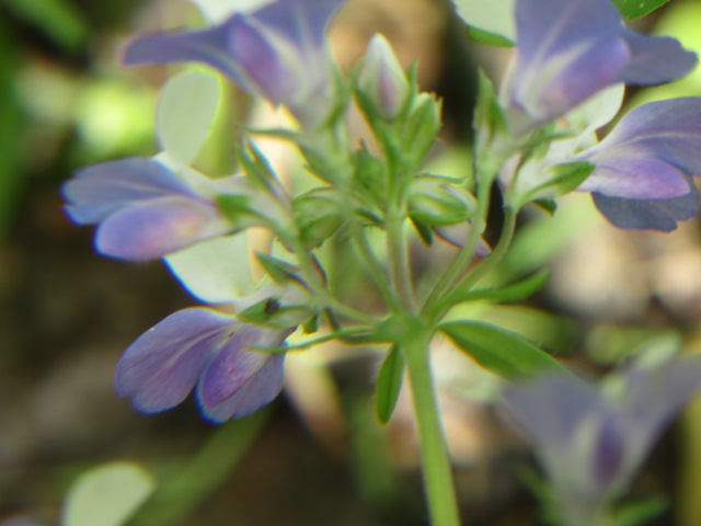 Collinsia verna (Blue-Eyed Mary) « The Belmont Rooster