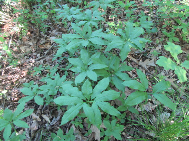 Arisaema dracontium (Green Dragon, Dragon Root) « The Belmont Rooster