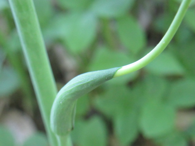 Arisaema dracontium (Green Dragon, Dragon Root) « The Belmont Rooster