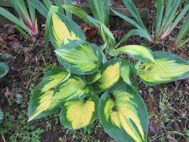 Not A Silent Sunday-May 15 Update on the 17th « The Belmont Rooster