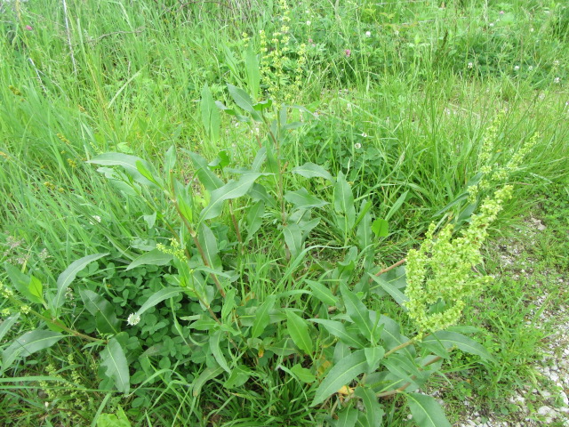 Rumex altissimus (Tall Dock, Pale Dock, ETC.) « The Belmont Rooster
