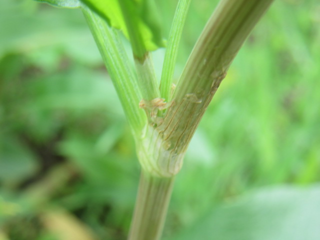 Rumex altissimus (Tall Dock, Pale Dock, ETC.) « The Belmont Rooster