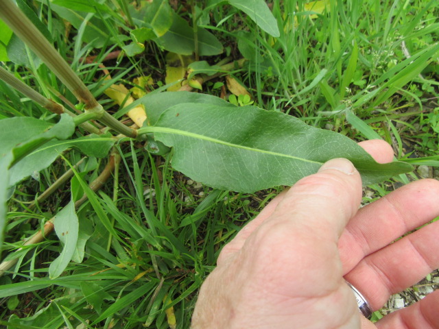 Rumex altissimus (Tall Dock, Pale Dock, ETC.) « The Belmont Rooster