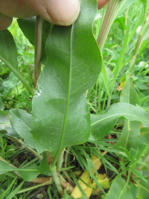 Rumex altissimus (Tall Dock, Pale Dock, ETC.) « The Belmont Rooster