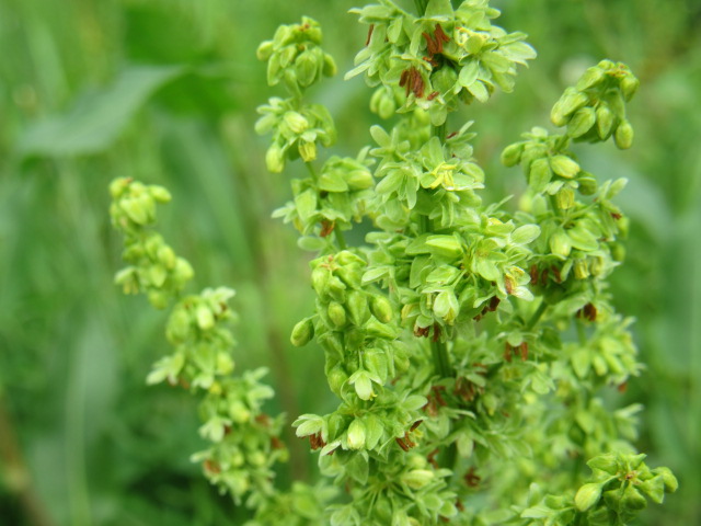 Rumex altissimus (Tall Dock, Pale Dock, ETC.) « The Belmont Rooster