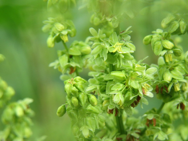 Rumex altissimus (Tall Dock, Pale Dock, ETC.) « The Belmont Rooster