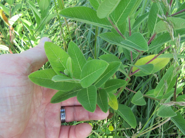 Apocynum cannabinum (Hemp Dogbane, Indian Hemp, ETC.) « The Belmont Rooster
