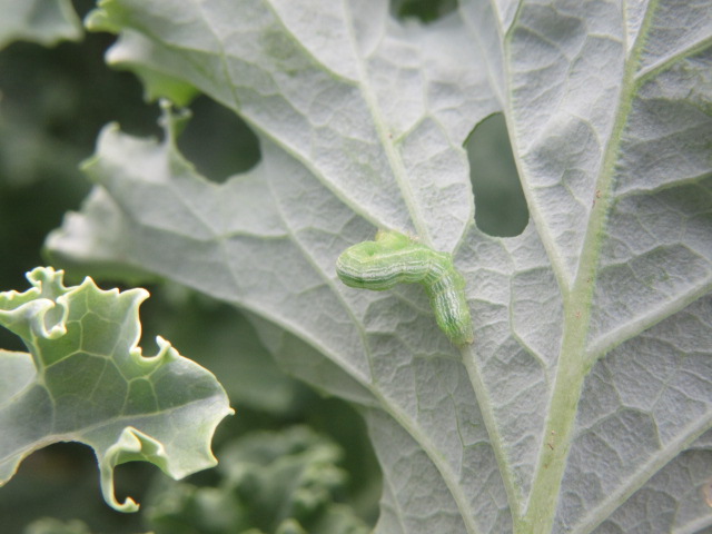 Trichoplusia ni (Cabbage Looper Moth) larvae « The Belmont Rooster
