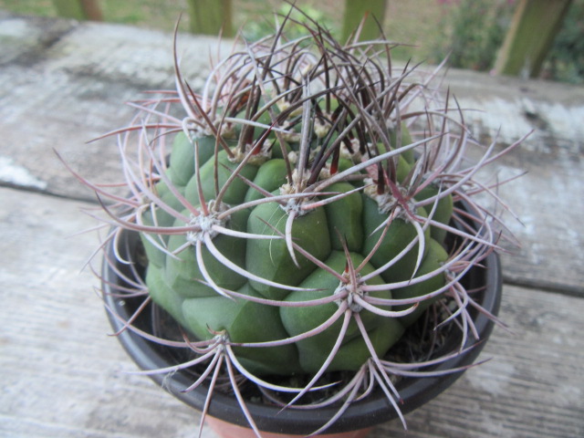 Gymnocalycium saglionis (Giant Chin Cactus) « The Belmont Rooster