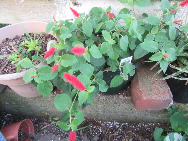 Acalypha pendula (Dwarf Chenille Plant, Firetail, ETC) « The Belmont ...