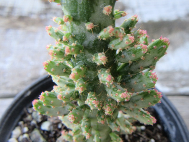 Opuntia monacantha var. variegata (Joseph’s Coat, Etc.) « The Belmont ...