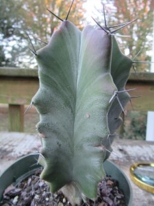 Stenocereus pruinosus (Gray Ghost or Organ Pipe Cactus) « The Belmont ...