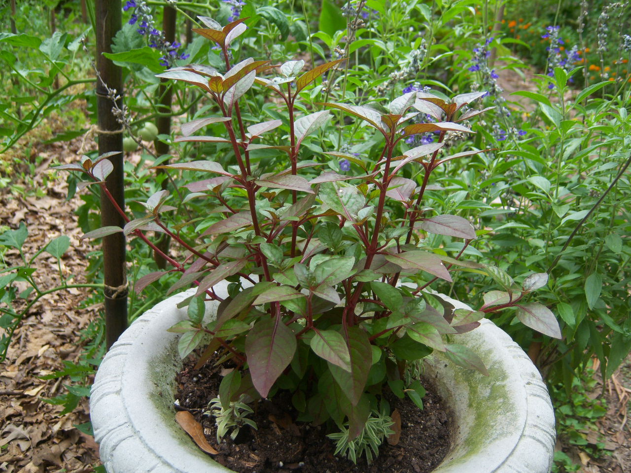 Alternanthera brasiliana ‘Purple Knight’ « The Belmont Rooster