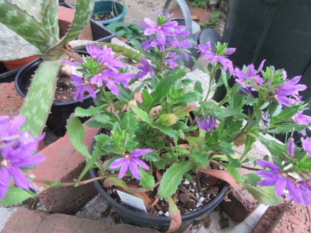 Scaevola aemula (Fan Flower, Etc.) « The Belmont Rooster