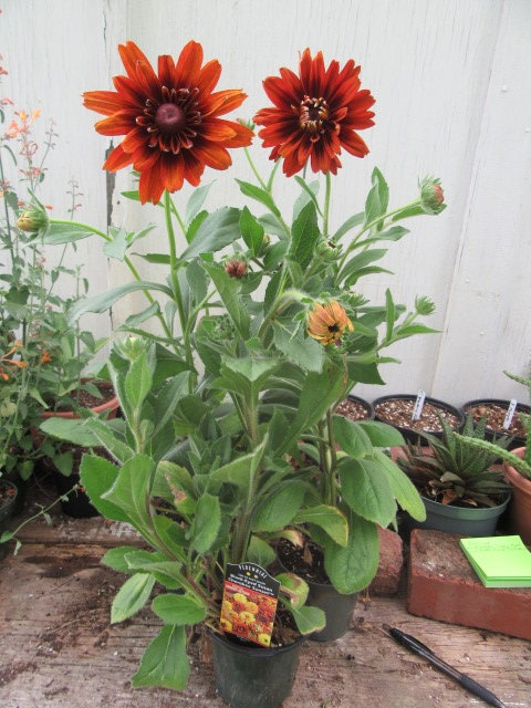 Rudbeckia hirta ‘Cherokee Sunset’ (Gloriosa Daisy, Black-Eyed Susan ...