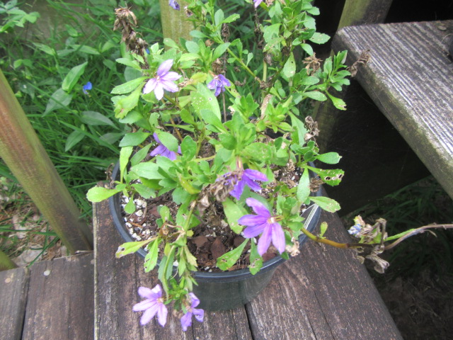Scaevola aemula (Fan Flower, Etc.) « The Belmont Rooster