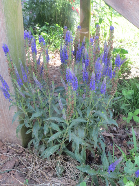 Veronica spicata ‘Hocus Pocus’ (Speedwell) « The Belmont Rooster