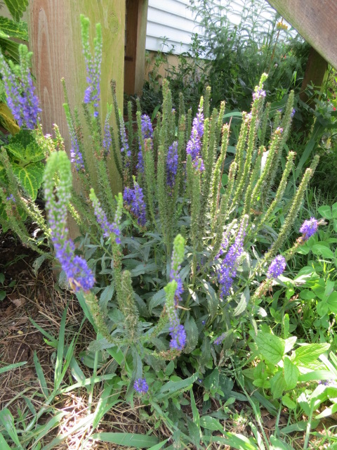 Veronica spicata ‘Hocus Pocus’ (Speedwell) « The Belmont Rooster