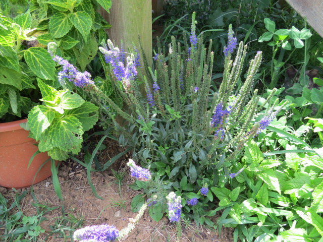 Veronica spicata ‘Hocus Pocus’ (Speedwell) « The Belmont Rooster