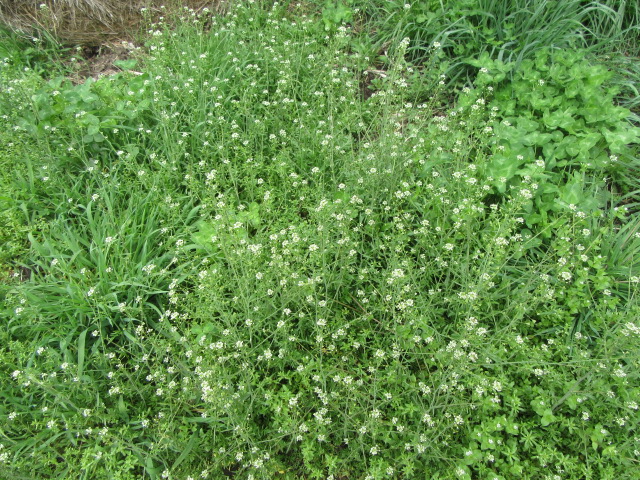 Brassicaceae Family: « The Belmont Rooster