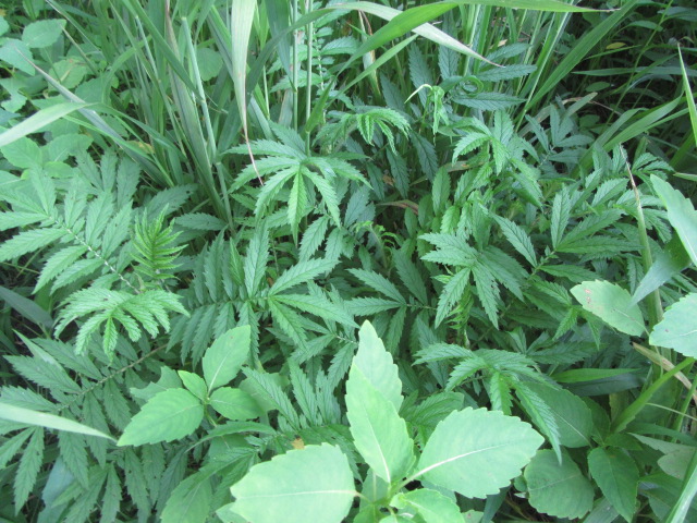 Agrimonia parviflora (Swamp Agrimony, Harvestlice, Etc.) « The Belmont ...