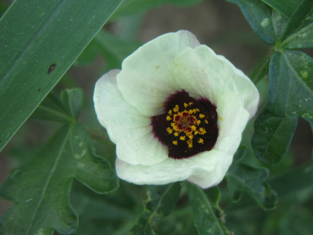 Hibiscus trionum (Bladder Hibiscus, Flower Of An Hour, ETC.) « The ...