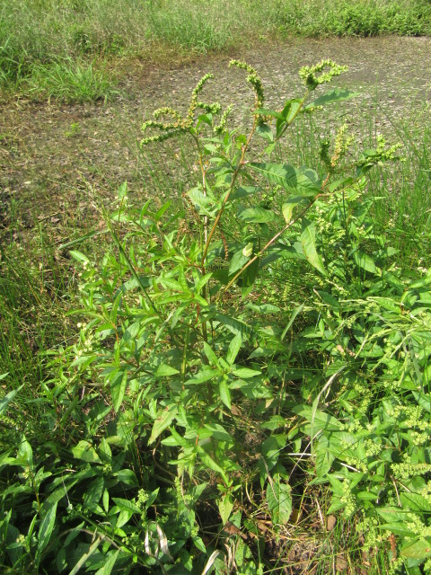 Penthorum sedoides (Ditch Stonecrop) « The Belmont Rooster