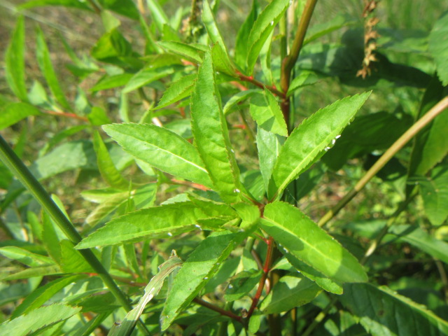 Penthorum sedoides (Ditch Stonecrop) « The Belmont Rooster