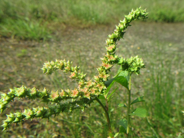 Penthorum sedoides (Ditch Stonecrop) « The Belmont Rooster