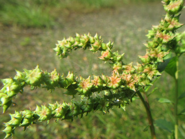 Penthorum sedoides (Ditch Stonecrop) « The Belmont Rooster