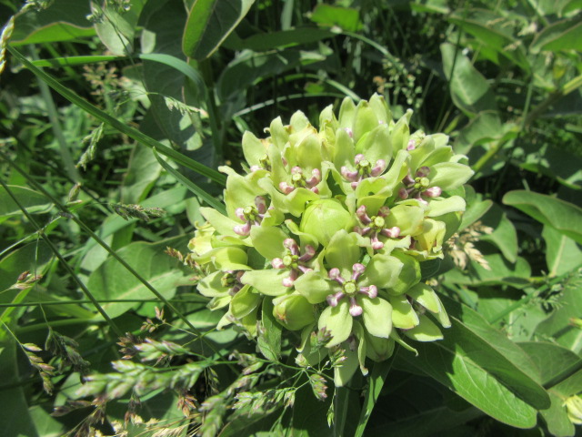 Asclepias viridis (Green Milkweed) « The Belmont Rooster