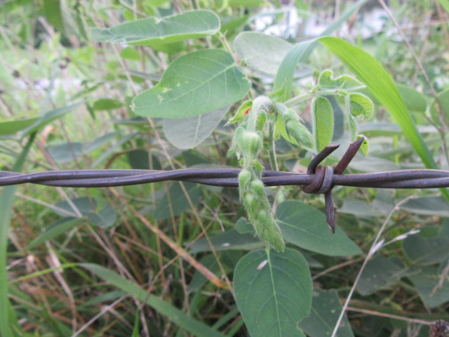 Strophostyles helvola (Amberique Bean, Fuzzy Trailing Bean, ETC.) « The ...