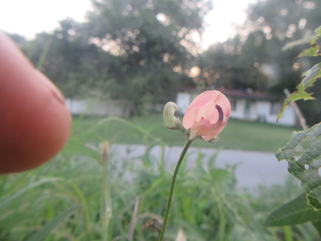 Strophostyles helvola (Amberique Bean, Fuzzy Trailing Bean, ETC.) « The ...
