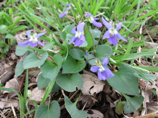 Viola sororia (Common Blue Violet) « The Belmont Rooster