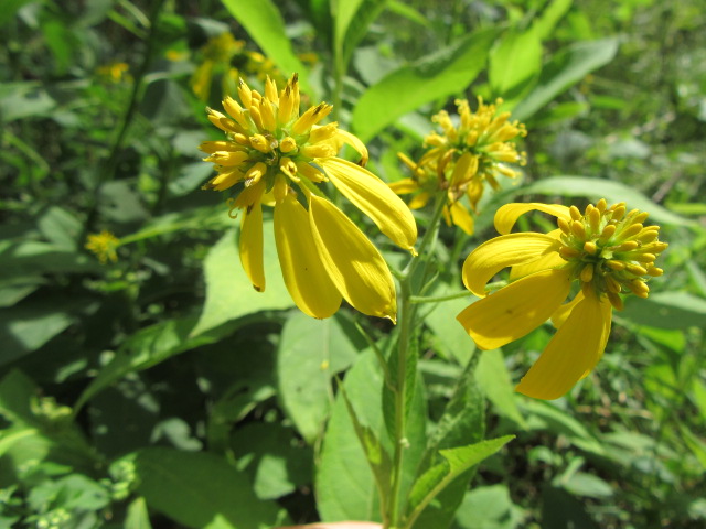 Verbesina alternifolia (Wingstem, Yellow Ironweed) « The Belmont Rooster