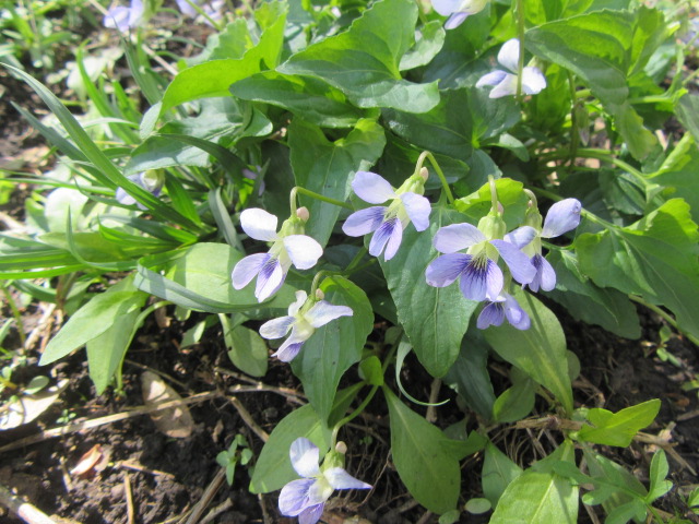 Violaceae Family: « The Belmont Rooster